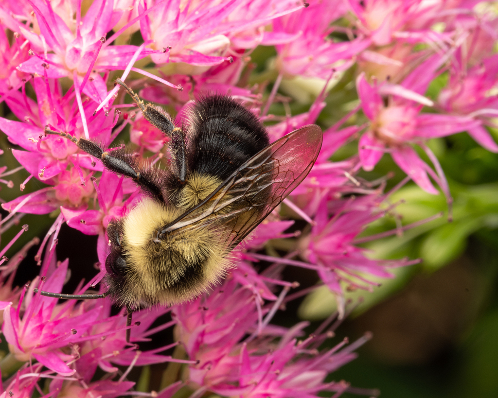 Common Eastern Bumble Bee in September 2023 by Alan Yoshioka. On ...
