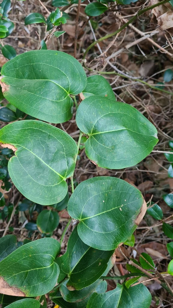 Austral Sarsaparilla from Moonee Beach NSW 2450, Australia on September 3, 2023 at 06:36 AM by ...