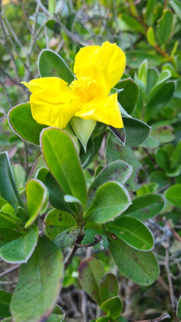 Climbing Guinea flower from Moonee Beach NSW 2450, Australia on ...