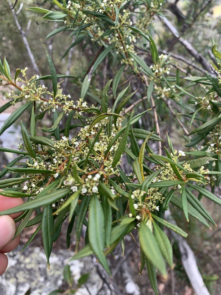Logania albiflora from Tuchekoi National Park, Pomona, QLD, AU on ...