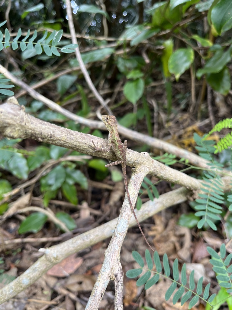 Diploderma polygonatum ishigakiense in November 2022 by Nakatada Wachi ...