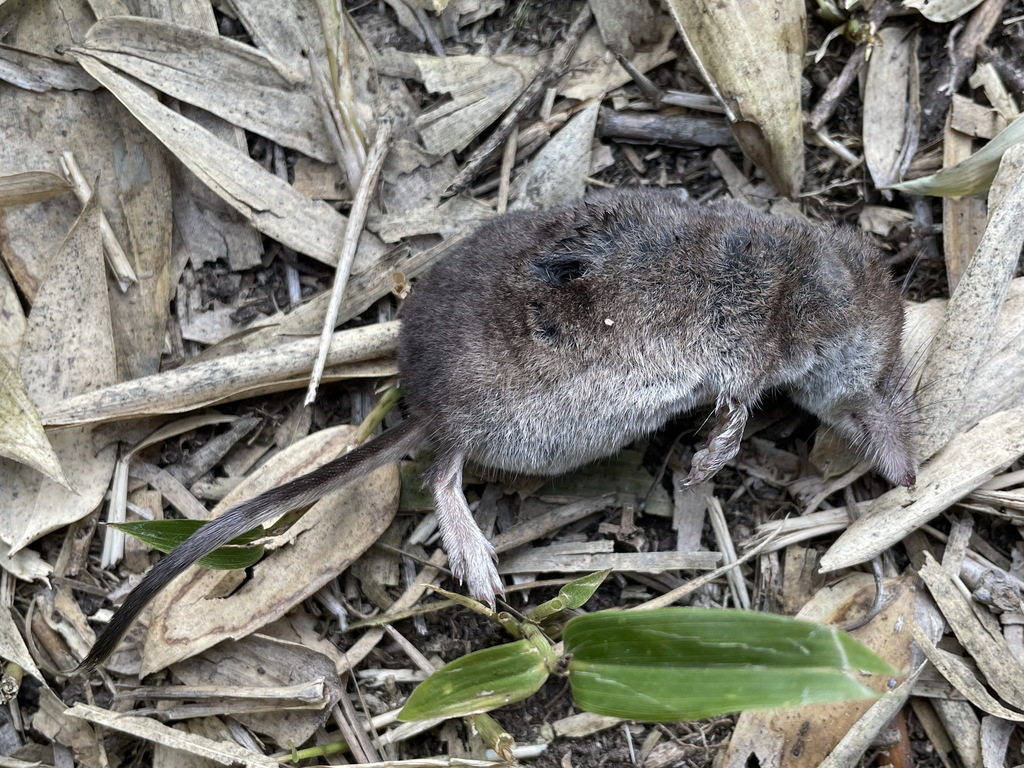 Slender Shrew from Kuril'skiy rayon, Sakhalin, Russia on August 15 ...