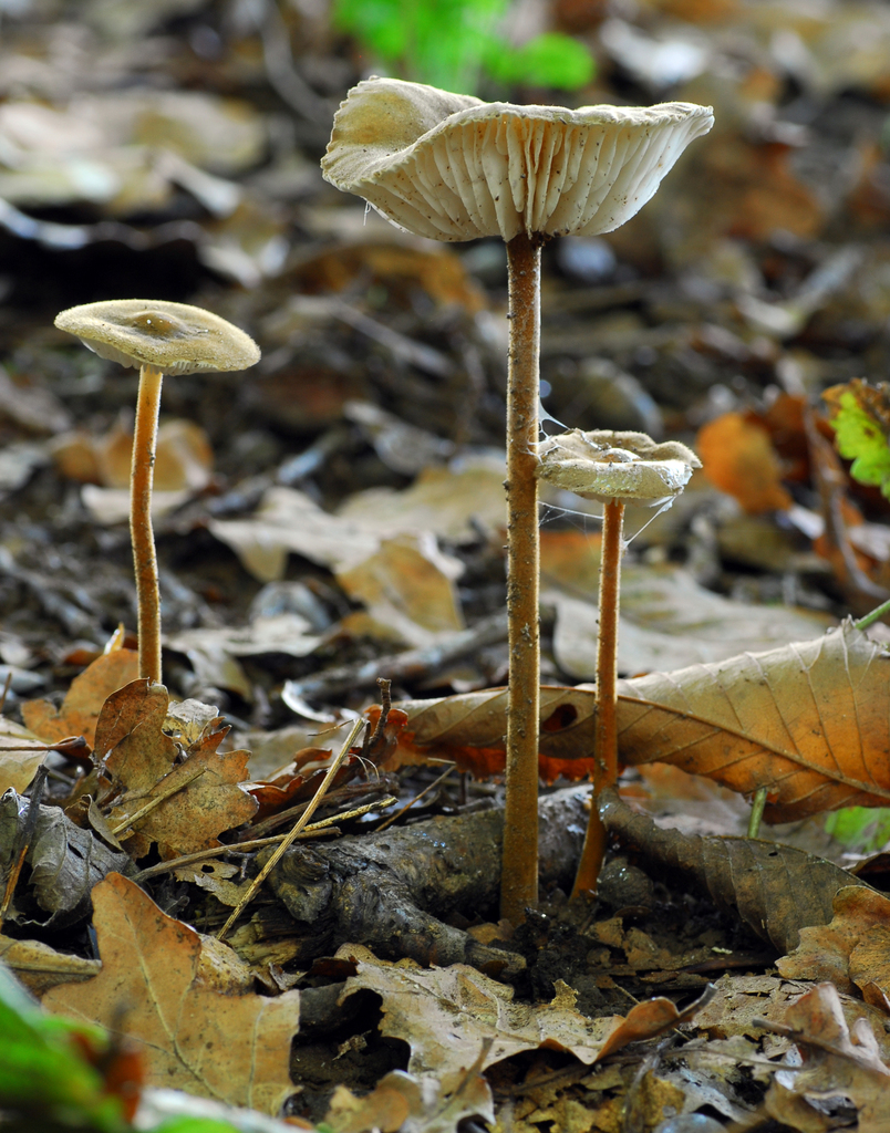 Xerula pudens from Parco di Monza (MB), Italia on October 3, 2012 at 09 ...