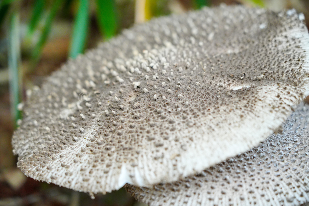 Chinese Gray Amanita from 汉仙岩风景名胜区, 赣州市, 江西省, CN on September 3, 2023 ...