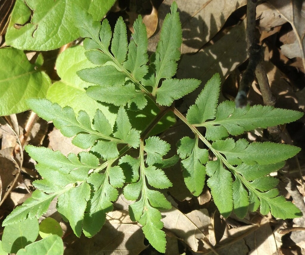bronze fern from Posey County, IN, USA on September 1, 2023 at 02:36 PM ...