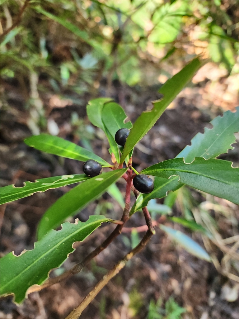 Mountain Pepper from Toolangi VIC 3777, Australia on September 3, 2023 ...