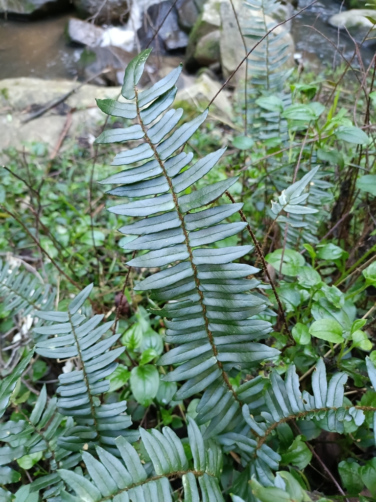 Sickle Fern from Upper Ferntree Gully VIC 3156, Australia on August 24 ...