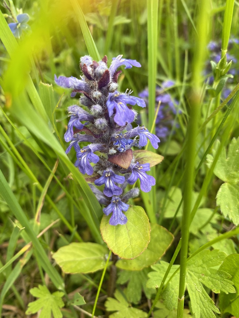 carpet bugle from Interlaken, CH-BE, CH on May 28, 2023 at 03:17 PM by ...