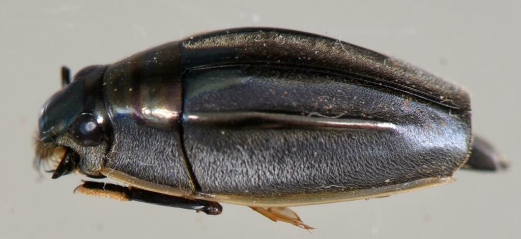 Orectogyrus from Rulindo, Rwanda on August 15, 2023 at 04:23 PM by Rob ...