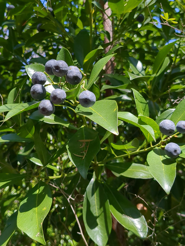 saffron heart from Woodgate QLD 4660, Australia on August 31, 2023 at ...