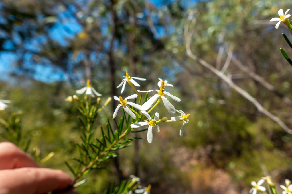 Wedding Bush from Woodgate QLD 4660, Australia on August 31, 2023 at 11 ...