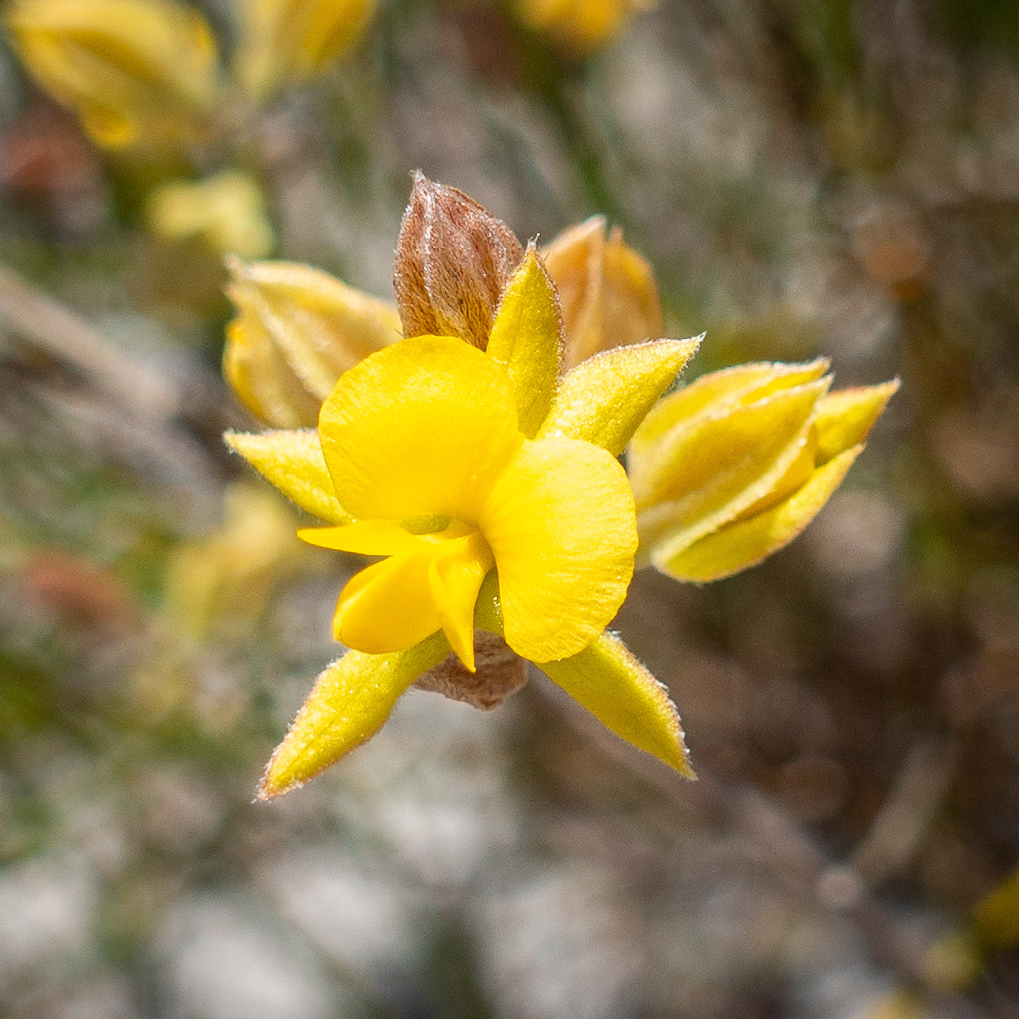 Jacksonia stackhousei from Woodgate QLD 4660, Australia on August 31 ...