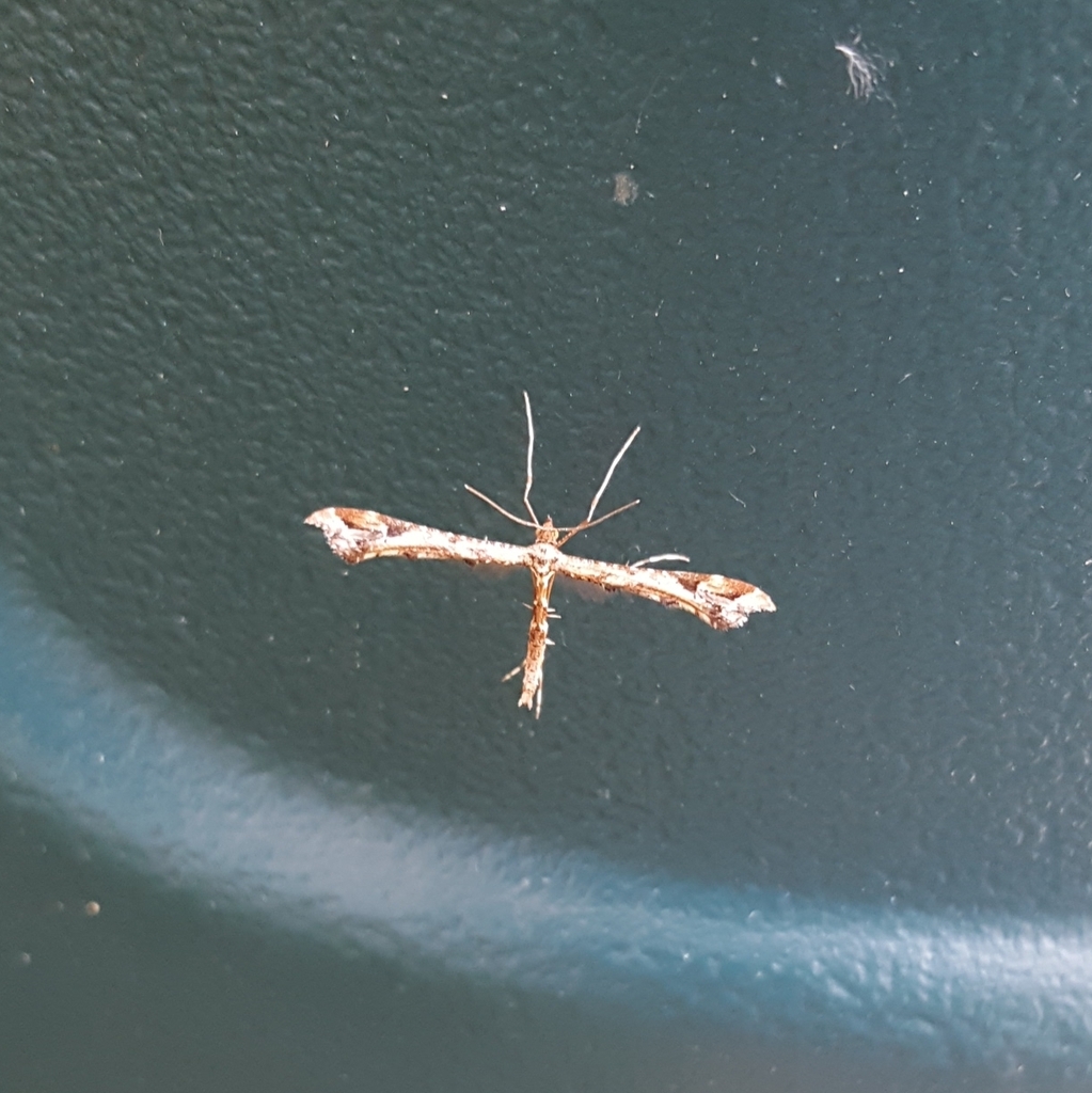 Beautiful Plume Moth from Stourbridge DY8, UK on September 3, 2023 at ...