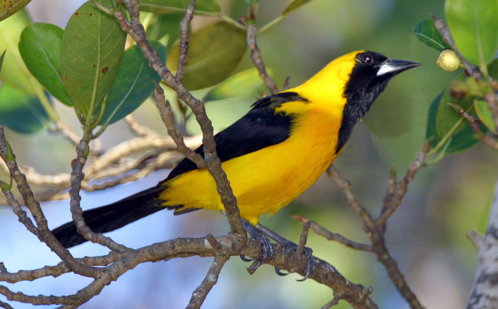 Toche (Biodiversidad del Cerro de Casablanca) · iNaturalist