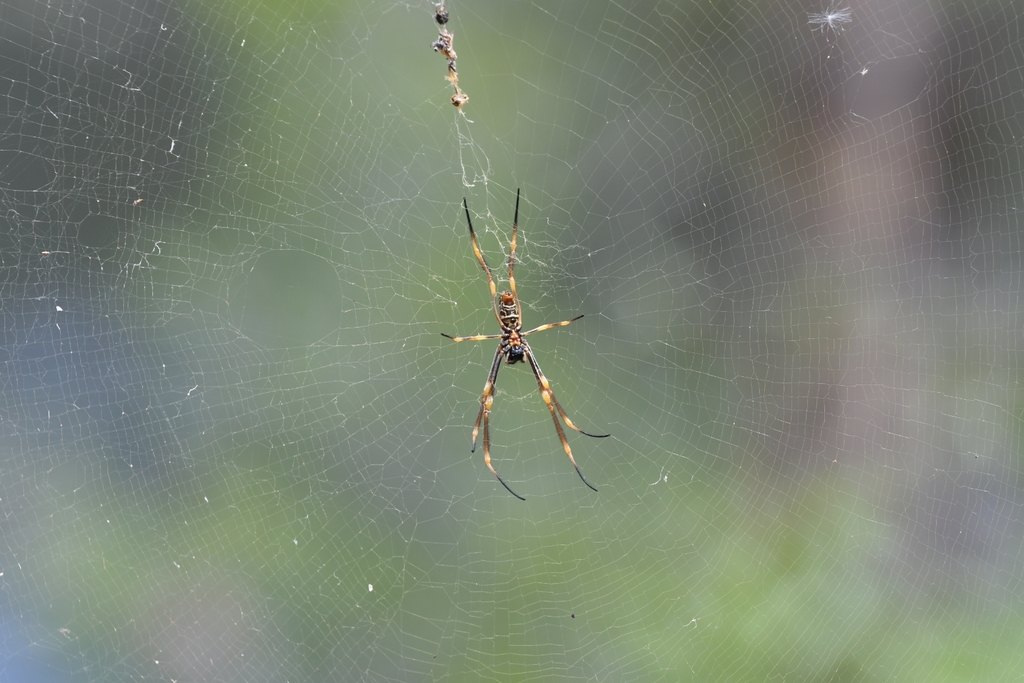 Tiger Spider in February 2019 by QuestaGame. Sighting and photos (c ...