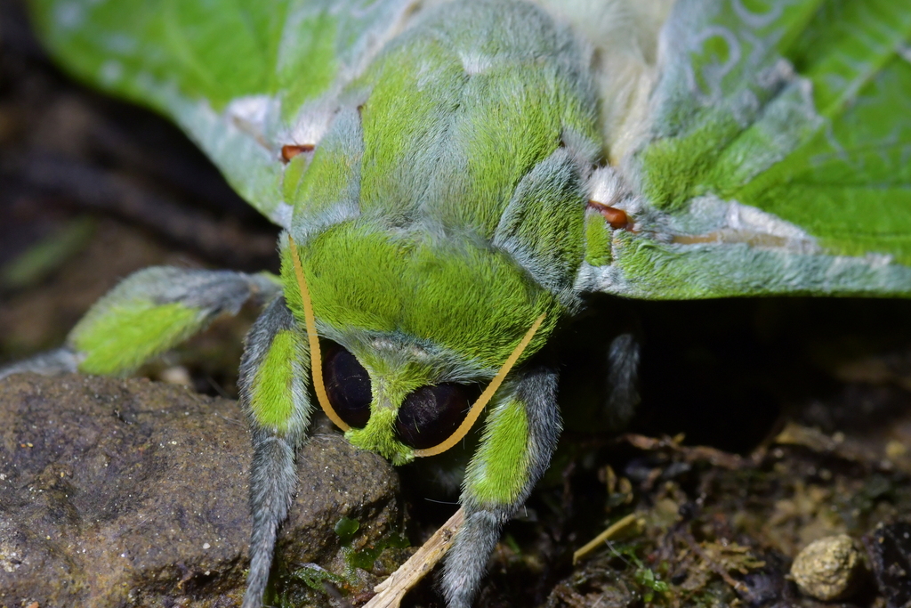 Puriri moth from Wainuiomata, Lower Hutt, New Zealand on September 2 ...