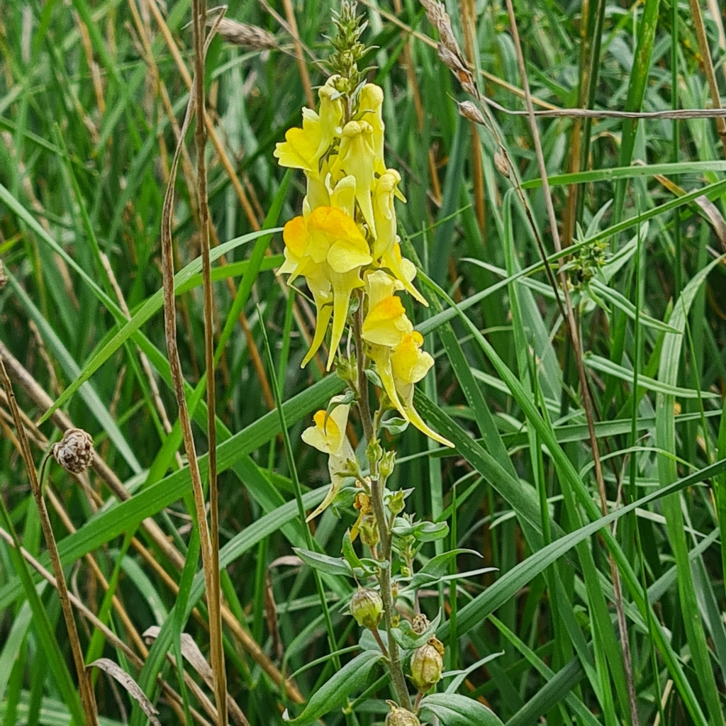 common toadflax from Maldon, UK on September 2, 2023 at 01:01 PM by ...