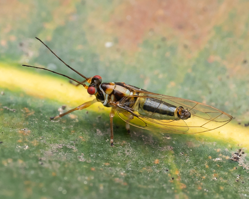 Fig Psyllid (Mycopsylla fici) · iNaturalist United Kingdom