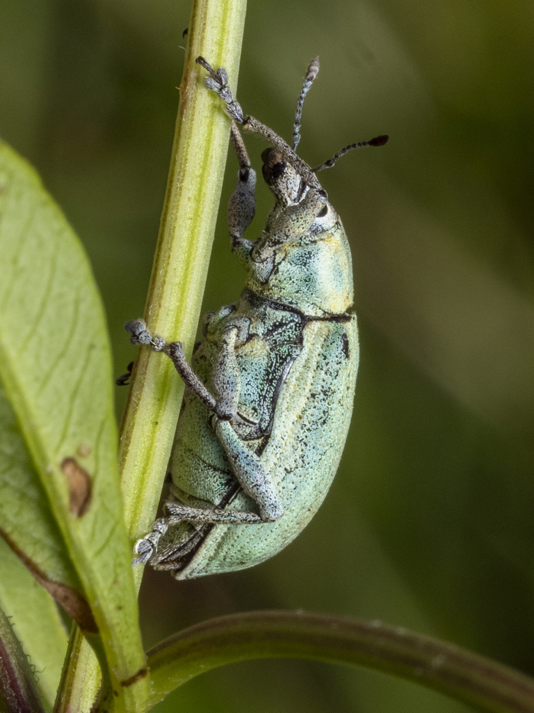 Blue-Green Citrus Root Weevil from Largo, FL, USA on September 2, 2023 ...