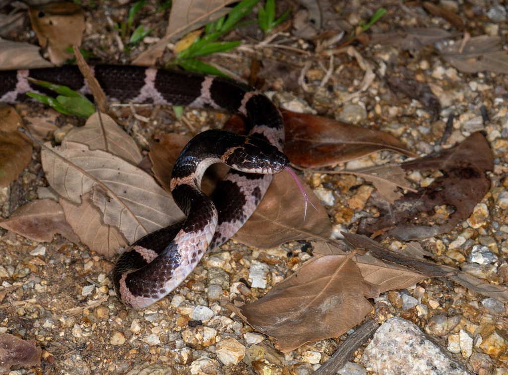 Rose Big-tooth Snake (Lycodon rosozonatus) - Snakes and Lizards