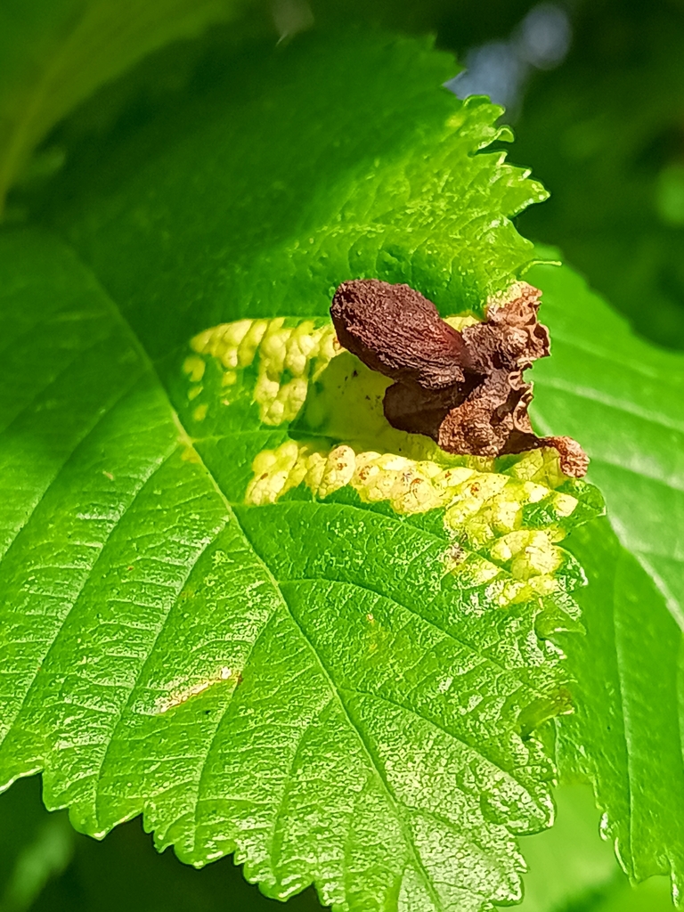 Elm Sack Gall Aphid from Uxbridge UB8, UK on September 3, 2023 at 11:40 ...