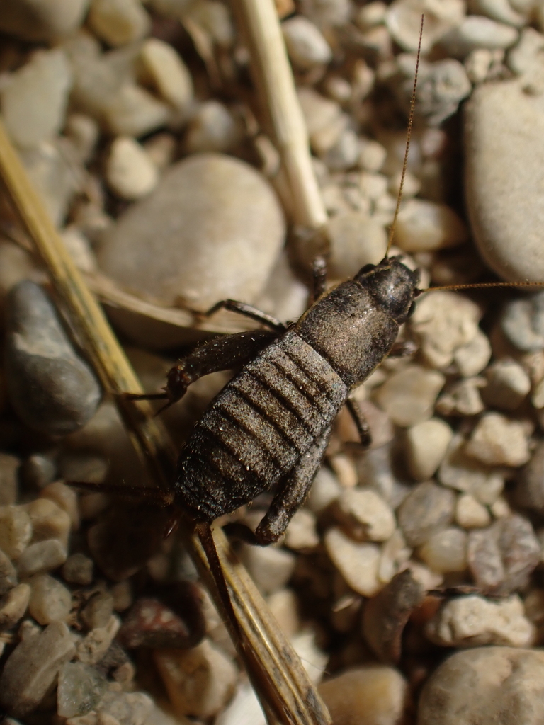 Brown Scale-cricket from 83510 Lorgues, France on August 19, 2023 at 10 ...
