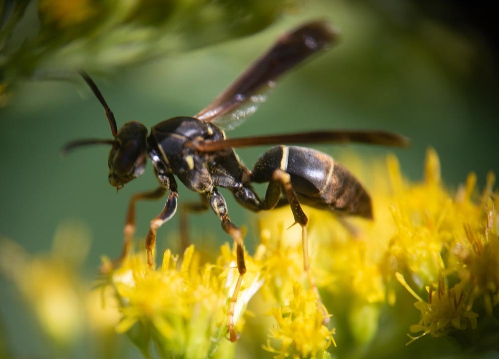 Dark Paper Wasp from St. Johnsbury, St Johnsbury, VT 05819, USA on ...