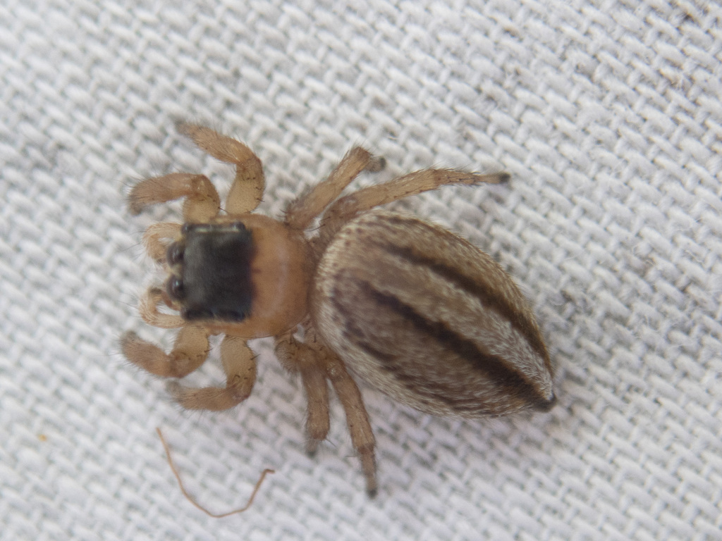 White Garland House Hopper from Won Wron VIC 3971, Australia on October ...