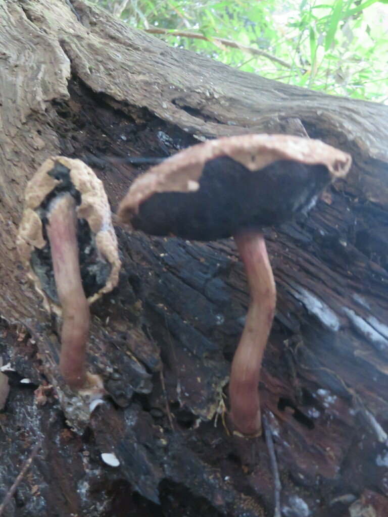 Boletellus from 日本、〒254-0913 神奈川県平塚市万田 on September 3, 2023 at 03:35 PM ...