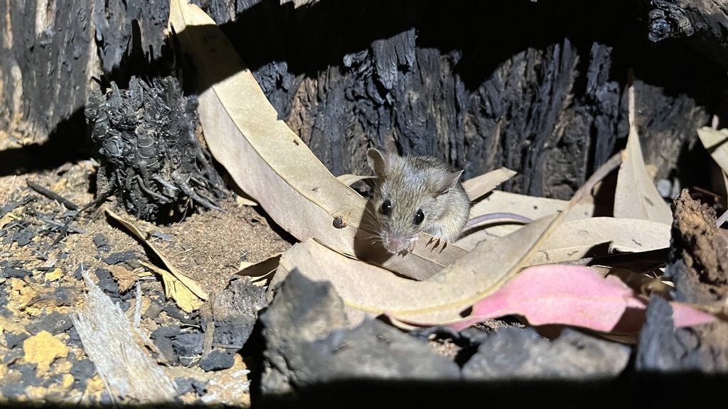 Delicate Mouse from Melville Island, Tiwi Islands, NT, AU on September ...