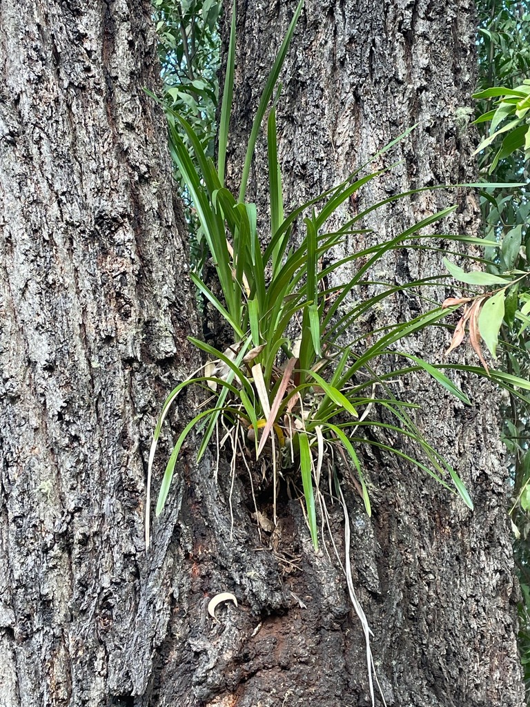 Snake Orchid in August 2023 by Jesse de Vries · iNaturalist