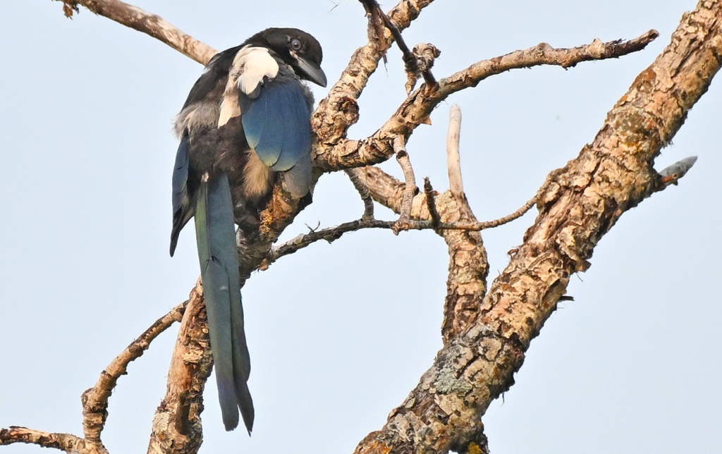 Black-billed Magpie from River Valley Whitemud, Edmonton, AB, Canada on ...