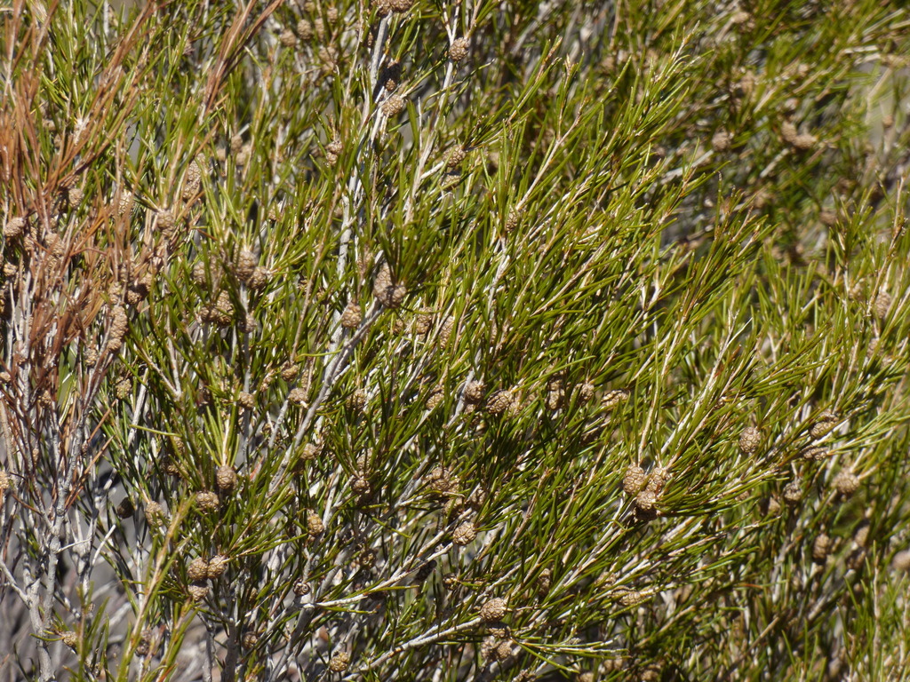 broombush from Arkaroola SA 5732, Australia on September 3, 2023 at 02: ...