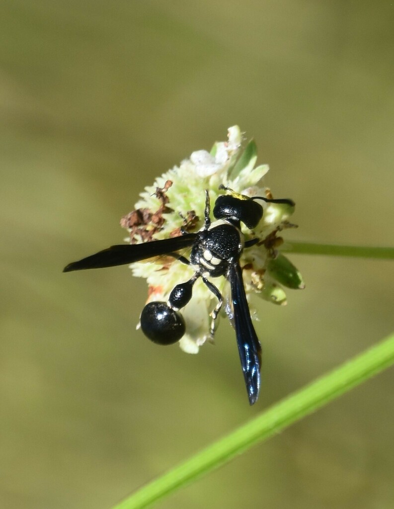 Zethus spinipes from little gator creek wea on September 2, 2023 by Tom ...