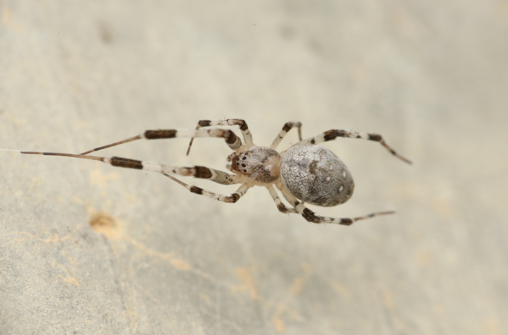 Ninja-star Ceiling Spider from Singapore on February 5, 2023 at 05:46 ...