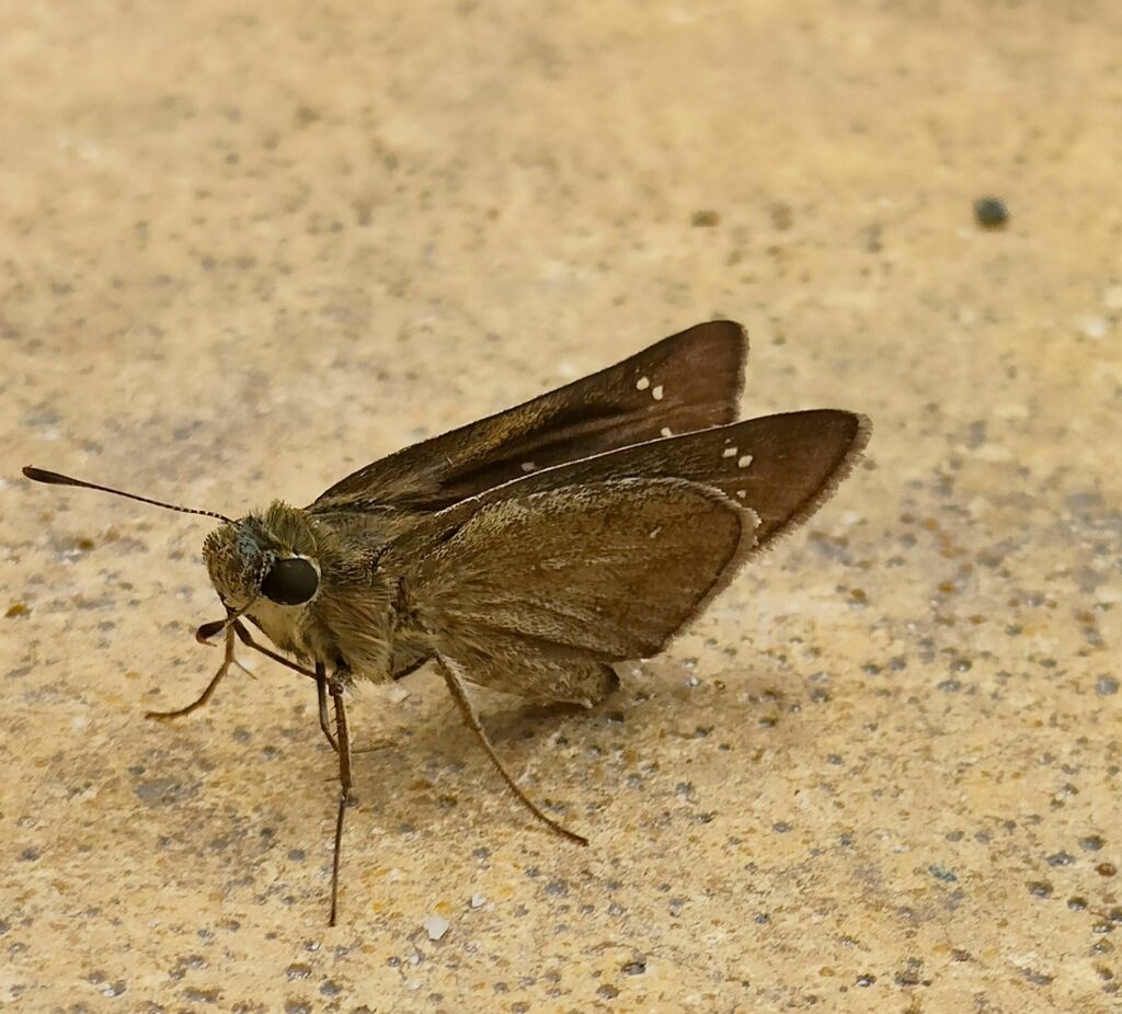 Branded Swifts in September 2023 by sssssy · iNaturalist