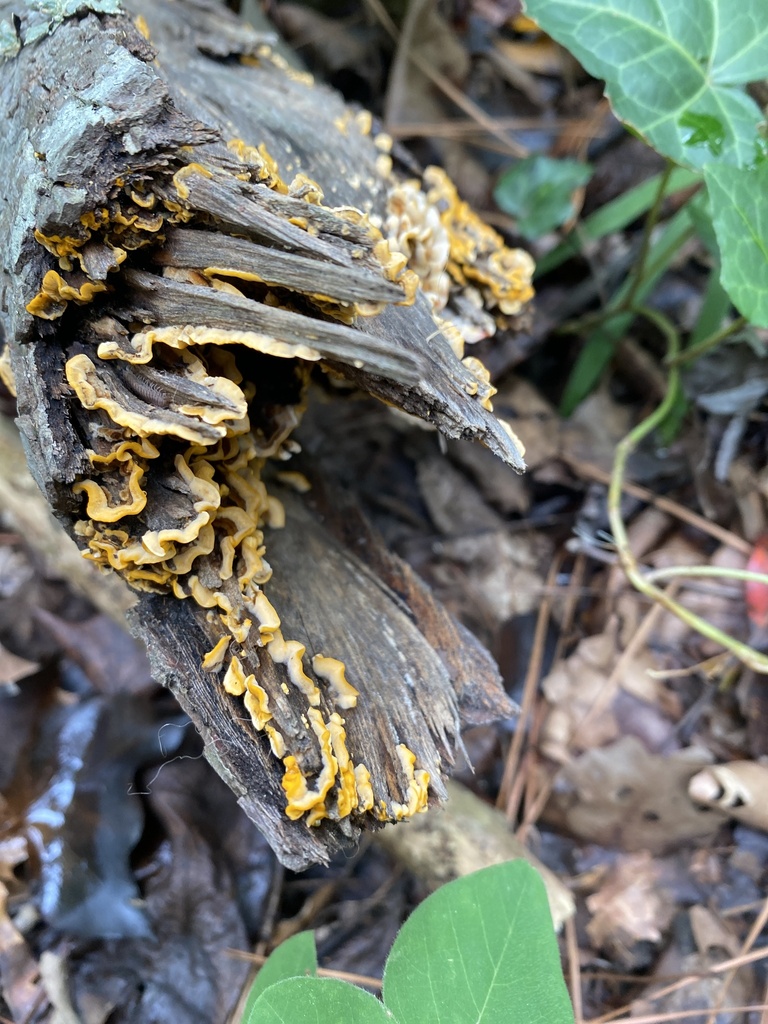 Fungi Including Lichens from Lake Johnson Park, Raleigh, NC, US on ...