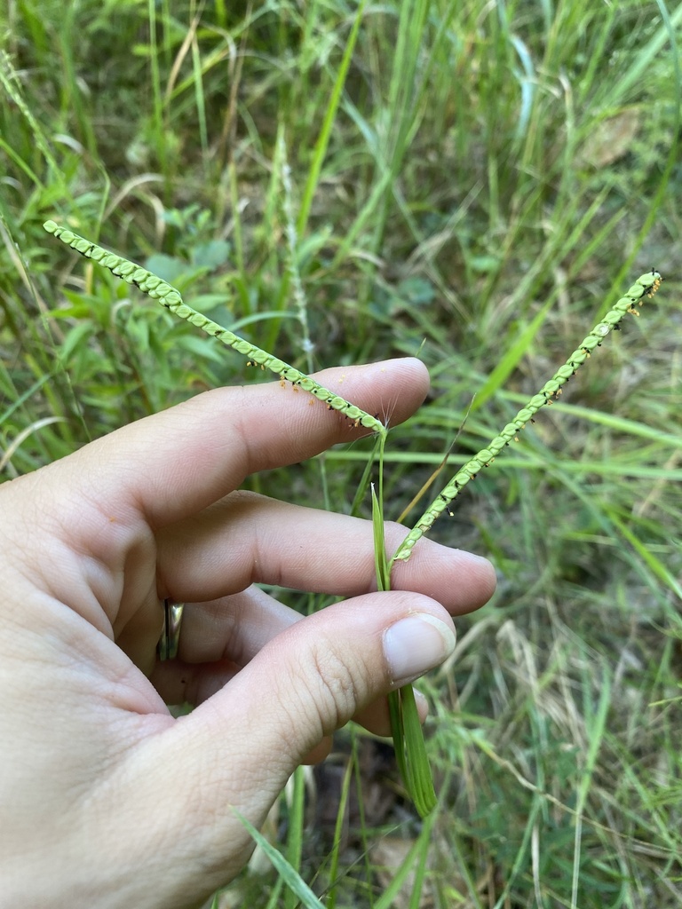 Thin Paspalum from Caret, VA, US on September 2, 2023 at 02:55 PM by ...