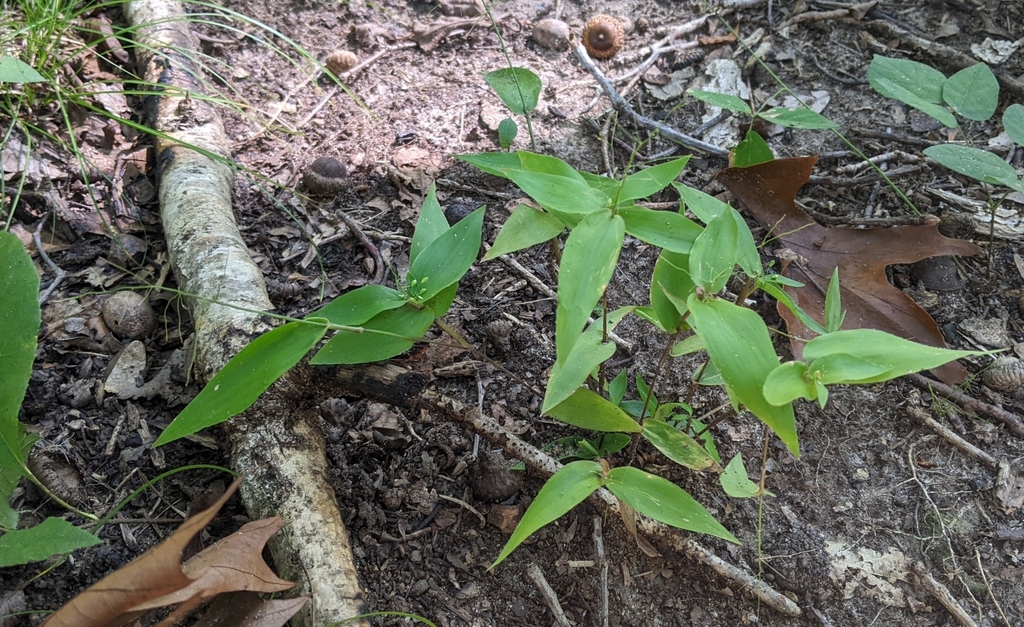 Variable Witchgrass in September 2023 by Claire Ciafré. Third and ...