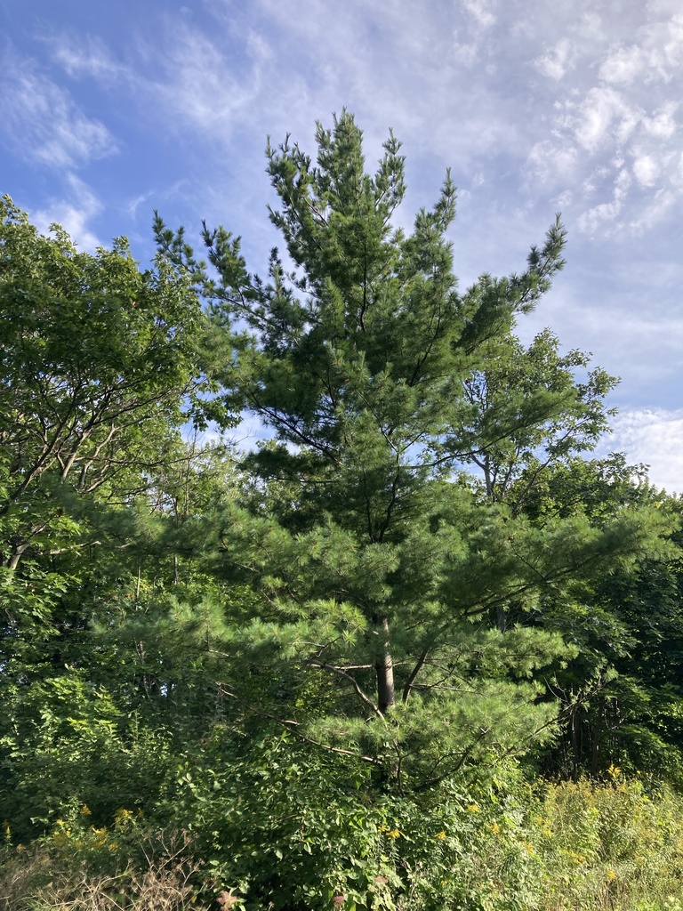 eastern white pine from Parc du Mont-Royal, Montréal, QC, CA on ...