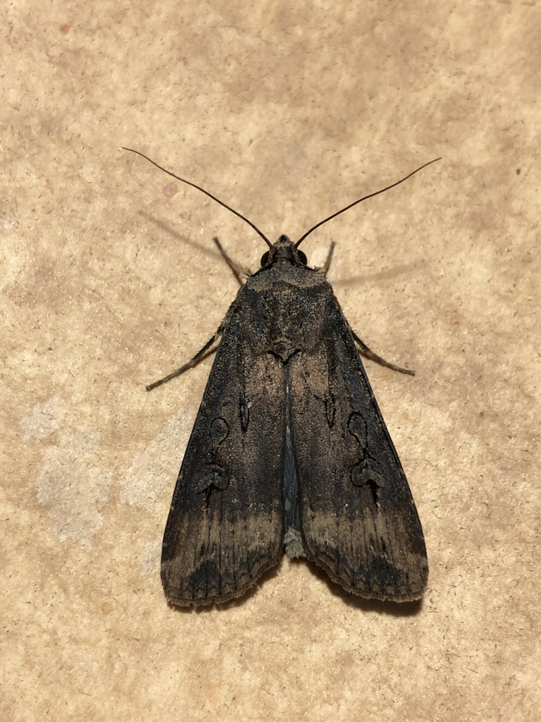 Ipsilon Dart Moth from Vale St, Skye, SA, AU on September 3, 2023 at 09 ...