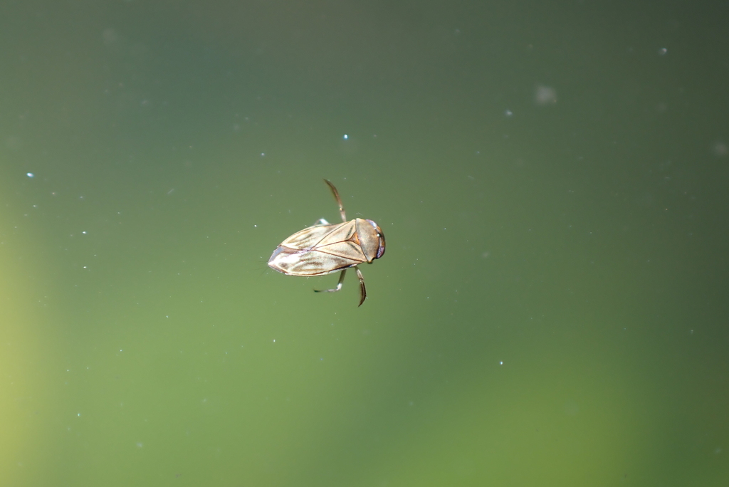 Micronecta in August 2023 by Yui Hong Chiu · iNaturalist