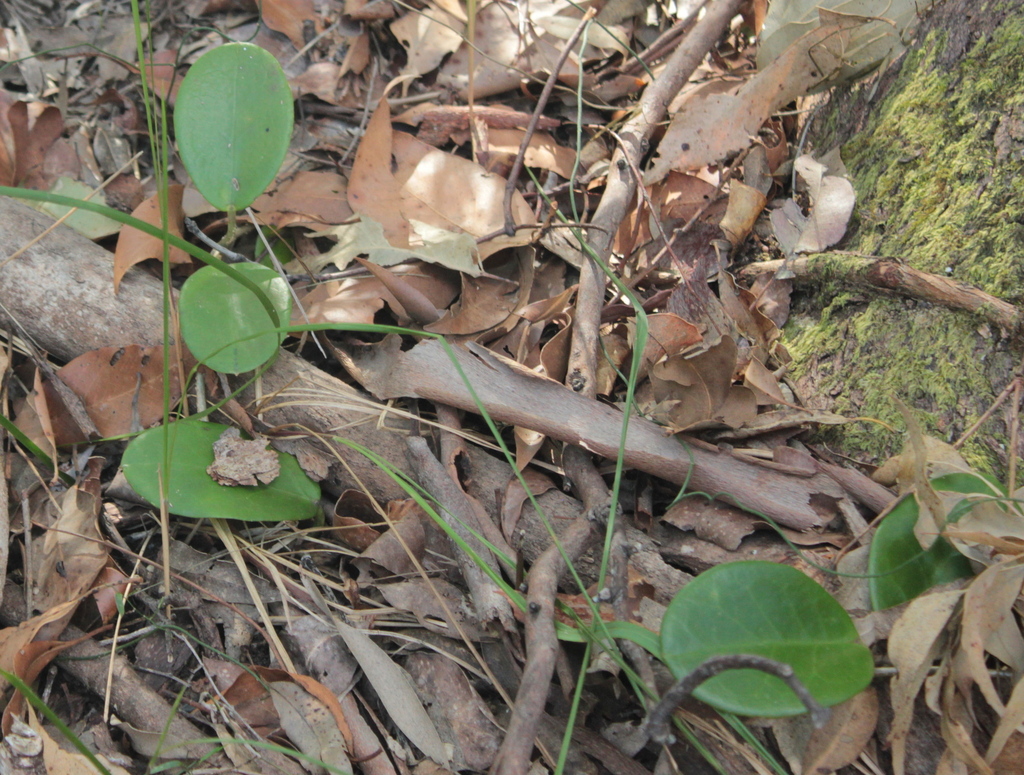 native hoya in August 2023 by baronsamedi · iNaturalist