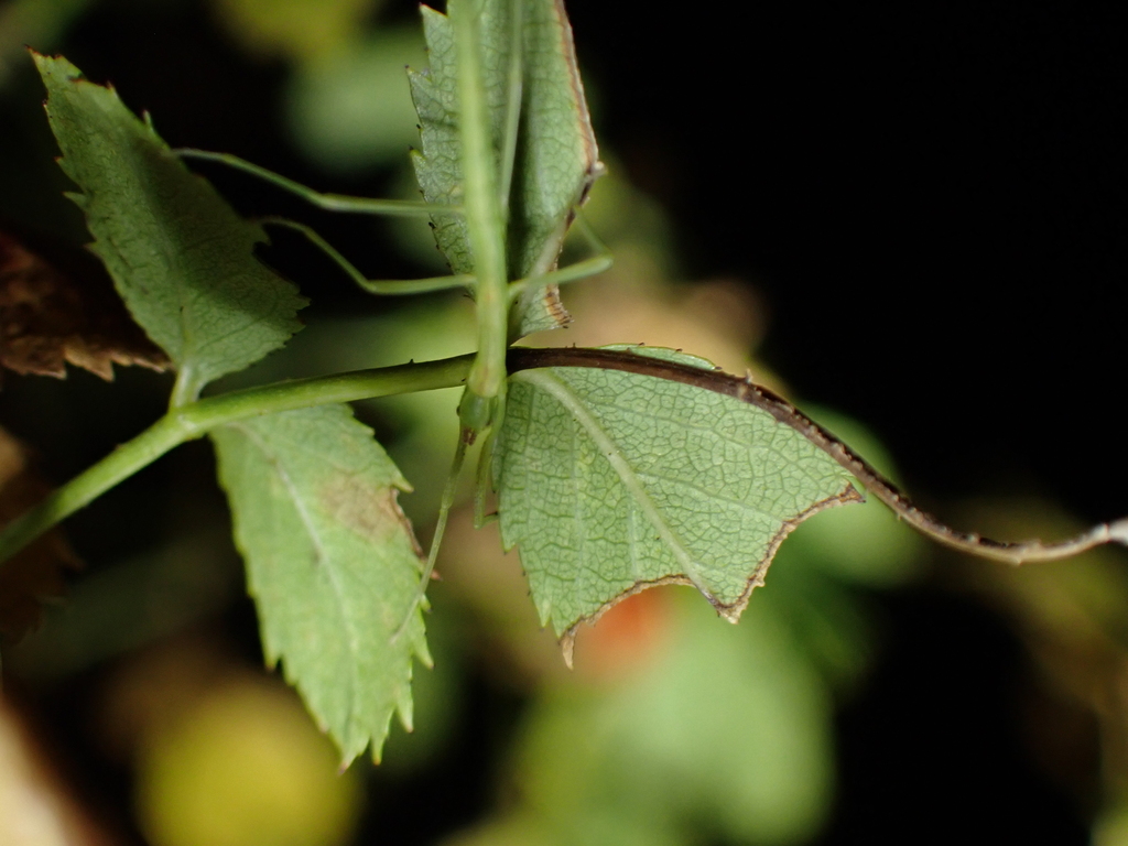 Mediterranean stick insect from Gémenos, France on August 22, 2023 at ...