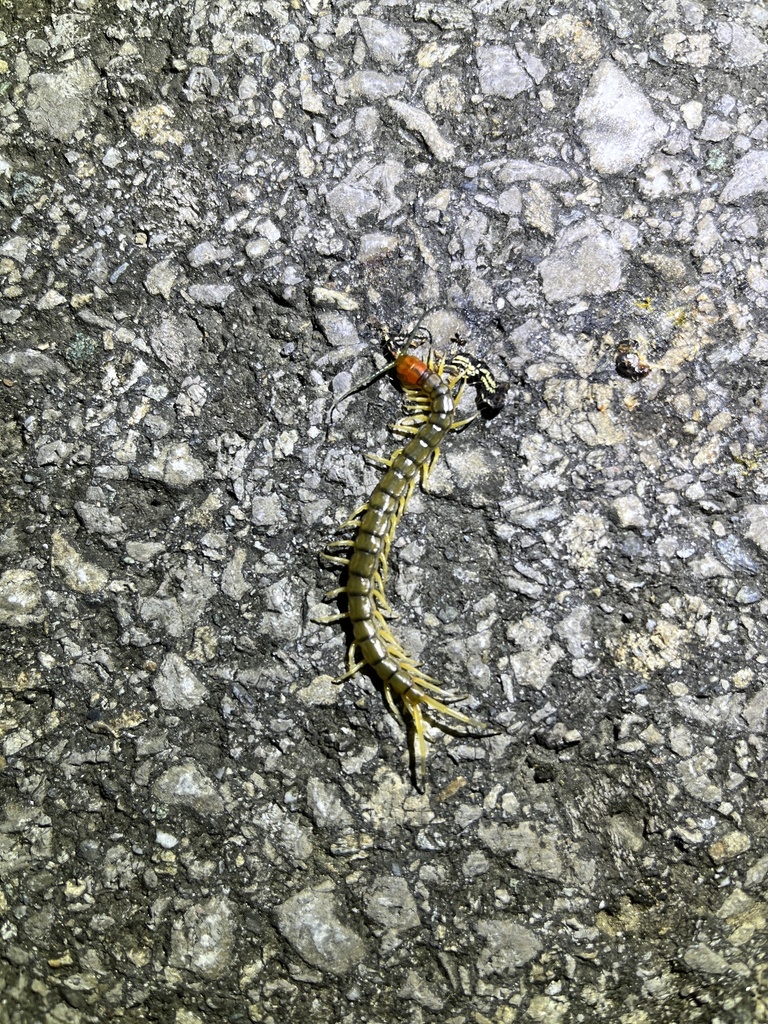 Chinese Red-headed Centipede in November 2022 by Nakatada Wachi ...