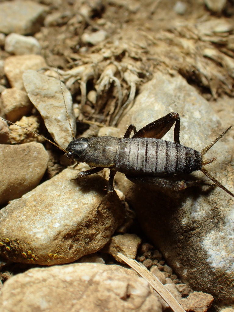 Brown Scale-cricket from Gémenos, France on August 22, 2023 at 11:04 PM ...