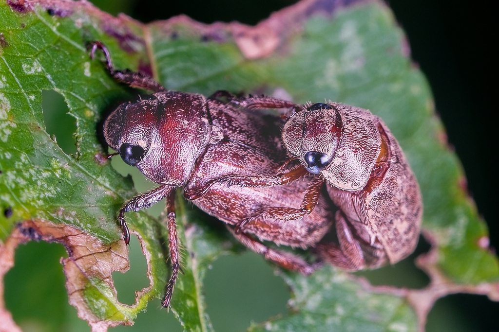 Chinese rose beetle from No.1888 Qingyuan Road, 安吉县 Anji, 浙江省 China ...
