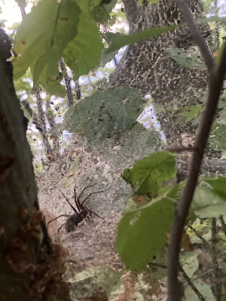 Grass Spiders from Alum Creek State Park, Delaware, OH, US on September ...
