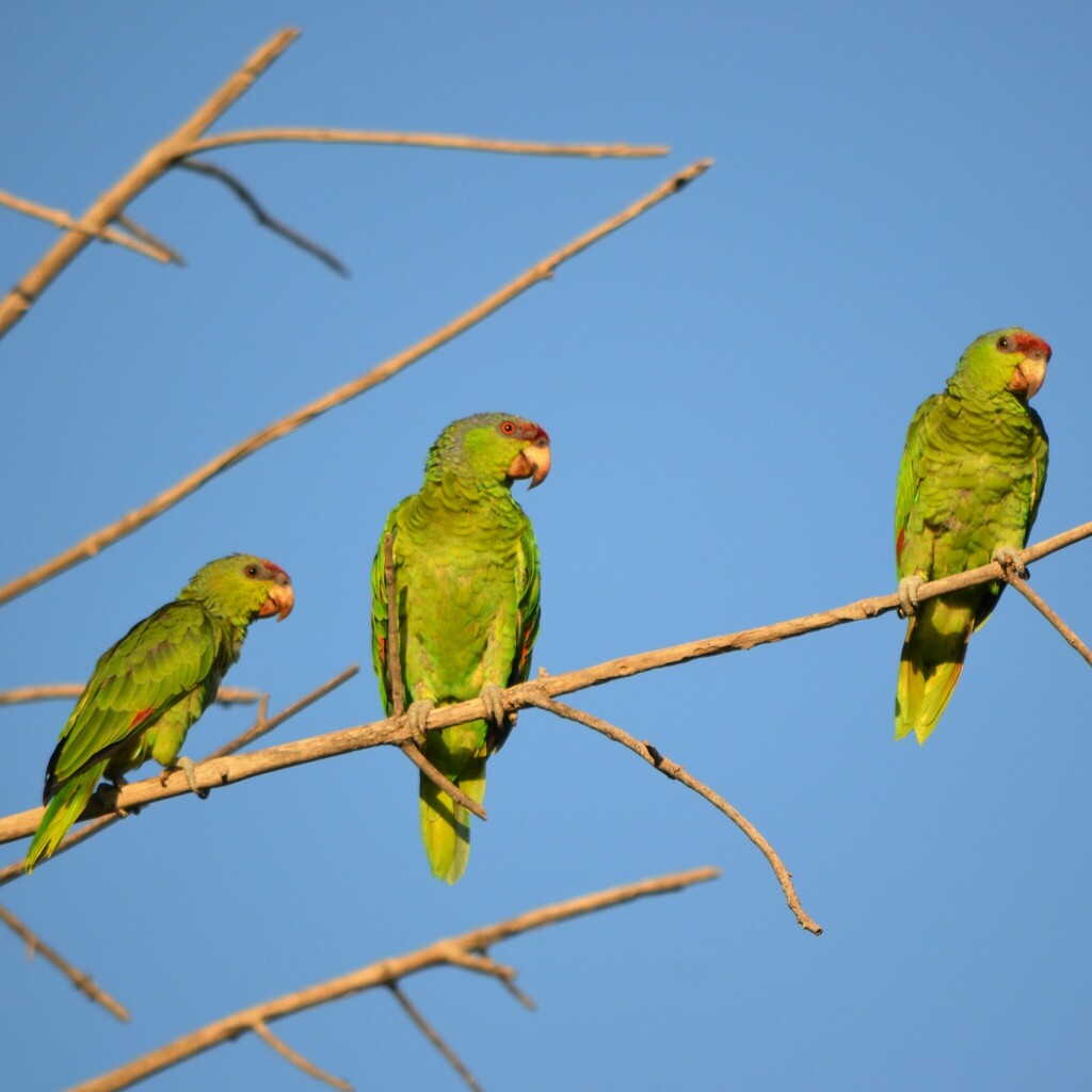 Lilac-crowned Parrot in September 2023 by Mauricio Calderón · iNaturalist