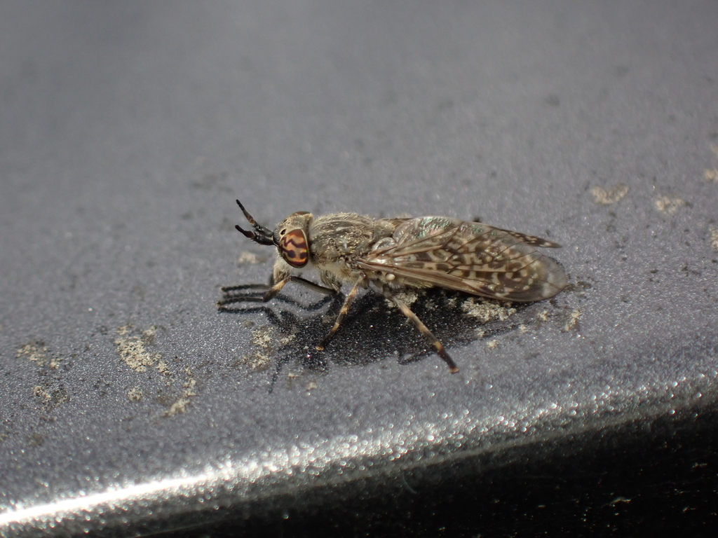 Notch-horned Cleg from 76430 Sandouville, France on August 24, 2023 at ...